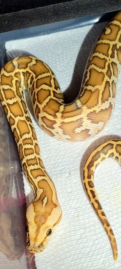 GC Caramel 66% Het Pied Green Granite Burmese Python by Andrew Campbell ...