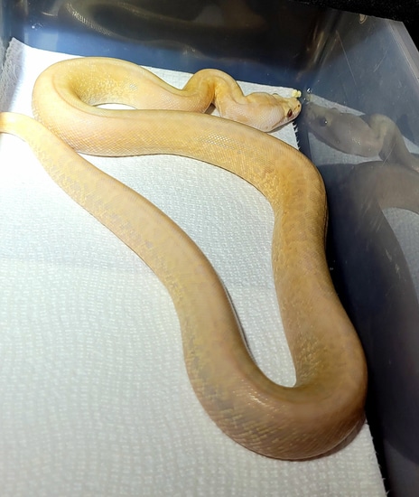 GC Caramel Granite 66% Het Pied Green Burmese Python by Andrew Campbell ...