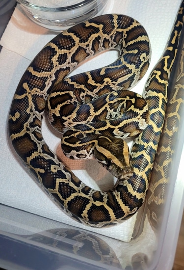 Christmas Special!! 100% Het Wei Line Caramel/ Pied!!! Burmese Python ...