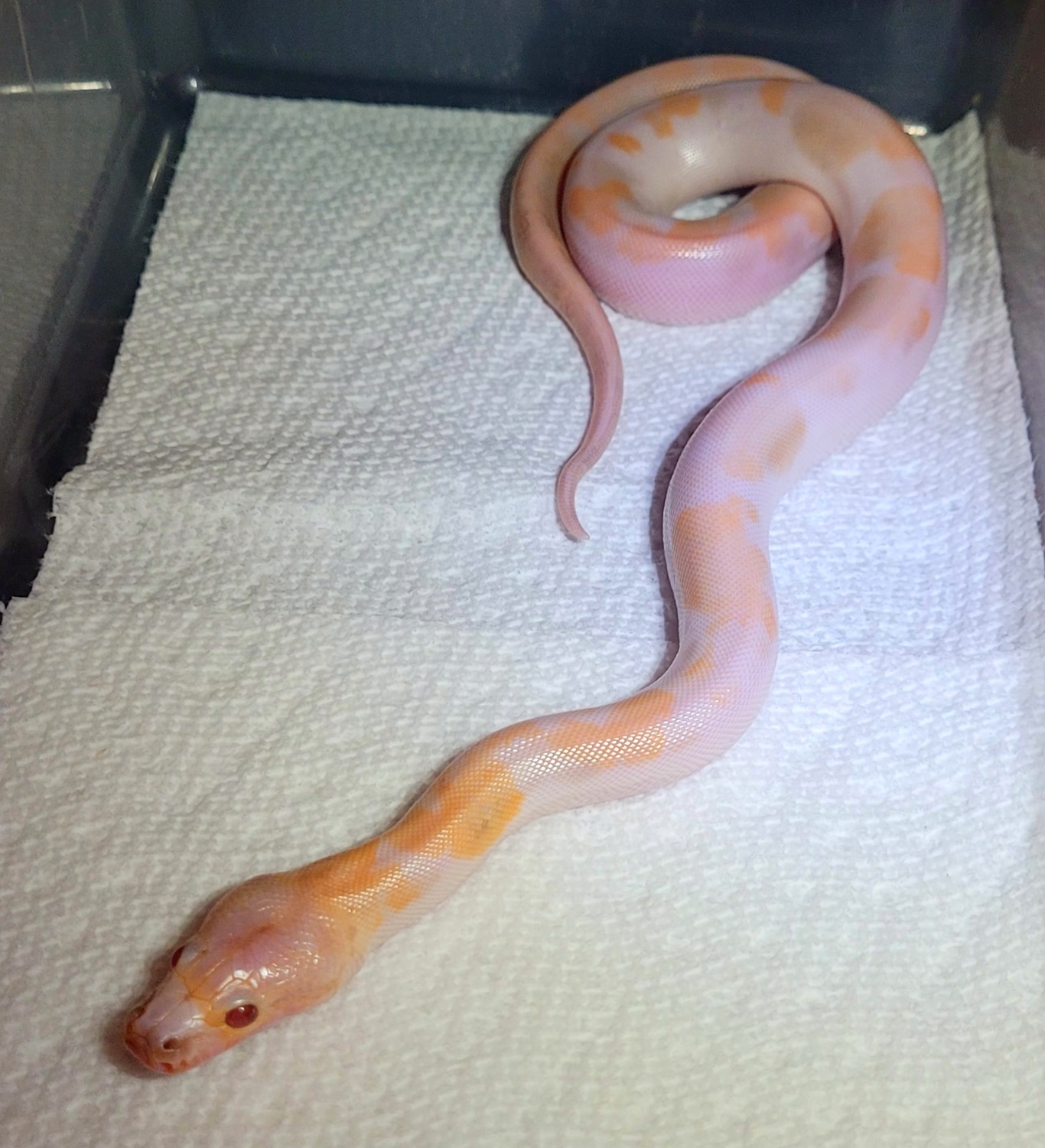 GC caramel pied granite 50% het green