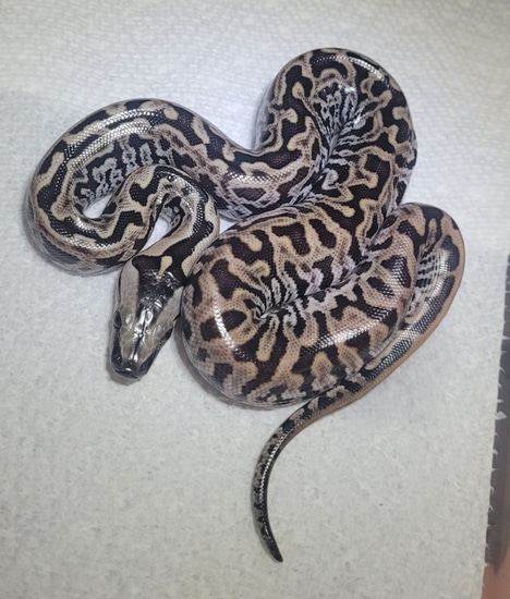 Labyrinth 100% Het Albino 66% Het GC Caramel 50% Het Granite Burmese ...