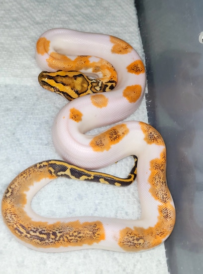 Wei Caramel Pied Burmese Python by Andrew Campbell Reptiles