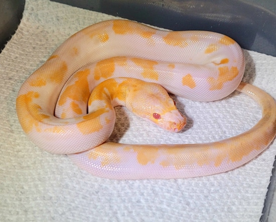 GC Caramel Pied Granite 50% Het Green Burmese Python by Andrew Campbell ...