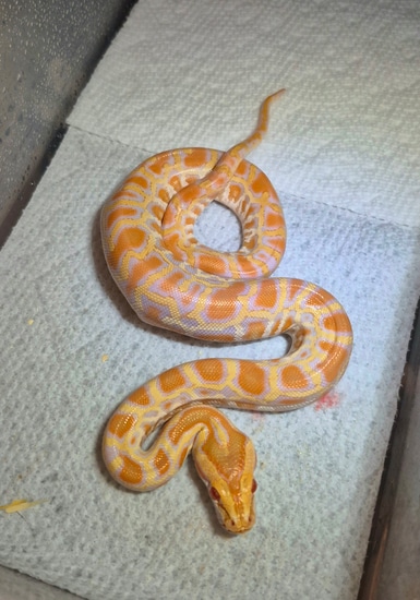 Gc Caramel Albino 66% Het Labyrinth 50% Het Granite Burmese Python by ...