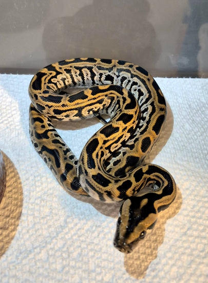 Labyrinth 100% Het Albino 66% Het GC Caramel 50% Het Granite Burmese ...