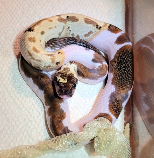 Granite Pied Het GC Caramel Green Paradox/chimera Burmese Python by ...
