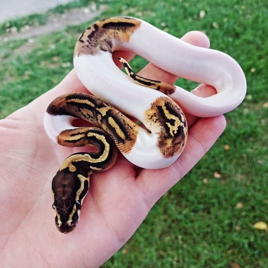 GeneX Yb Pied Ball Python by Drew's Exotics