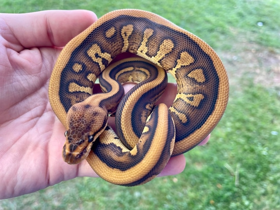 Cypress Redstripe Yb Leopard Het Clown Ball Python by Drew's Exotics