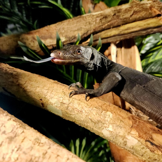 PAIR Of Socialized USCBB Black Dragons Water Monitor by Reptile Jesus