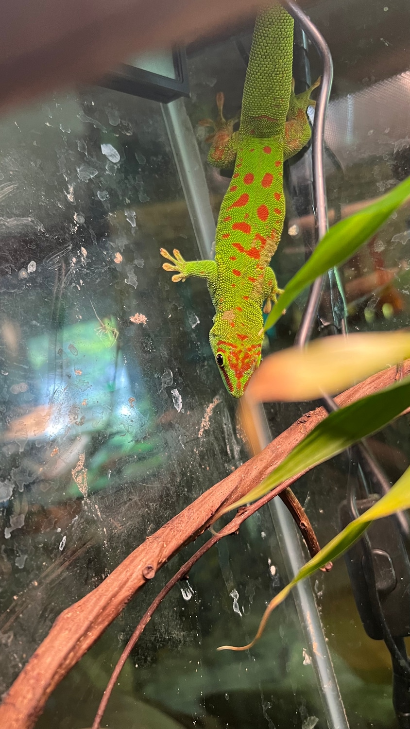 Male Sub Adults From King And Clover Day Gecko by Geckos, frogs and ...