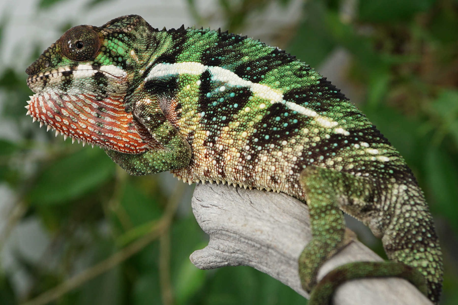 5-month-old YBBB Ambilobe Panther Chameleon by iPardalis - MorphMarket