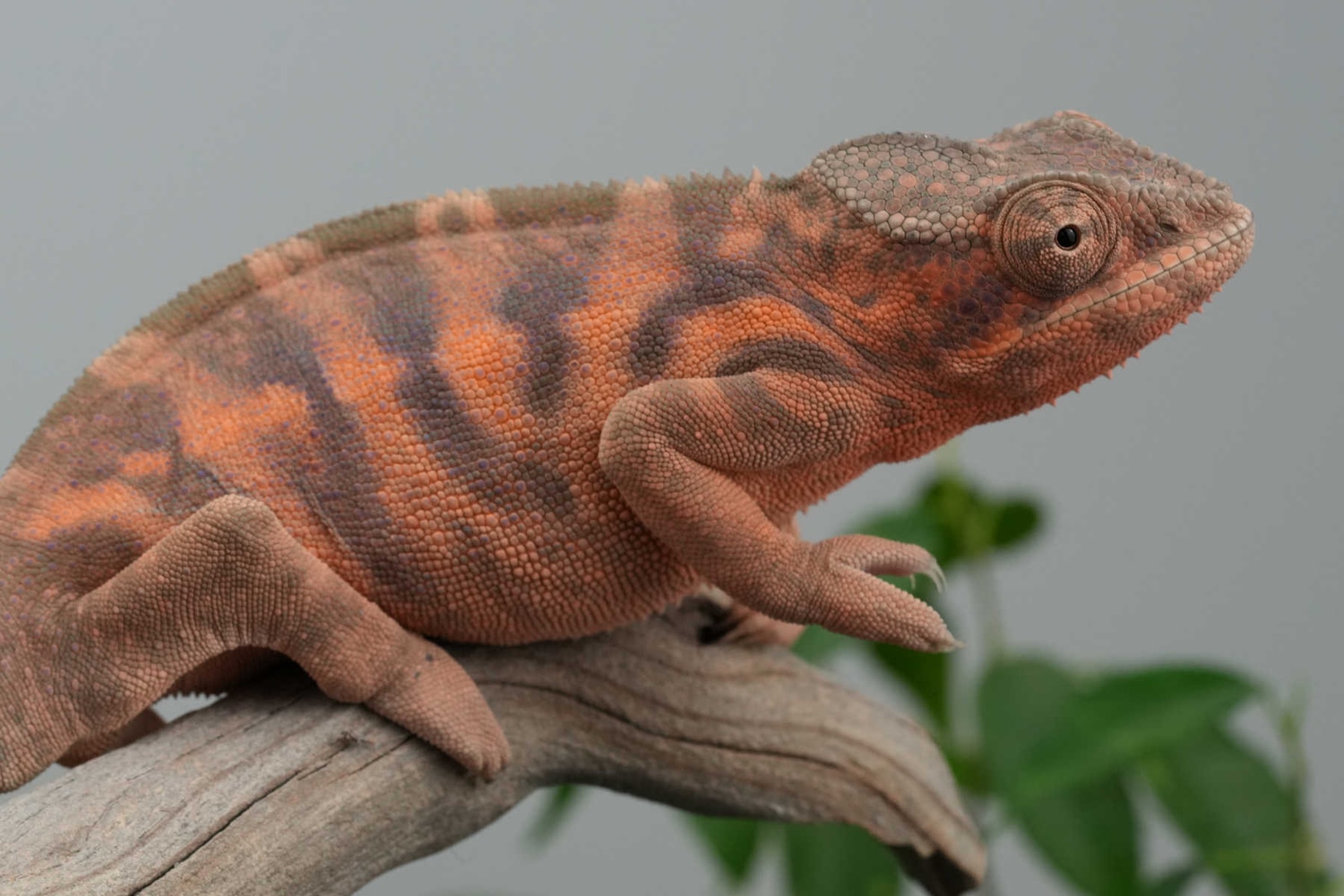 YBBB Ambilobe RTB Panther Chameleon by iPardalis - MorphMarket