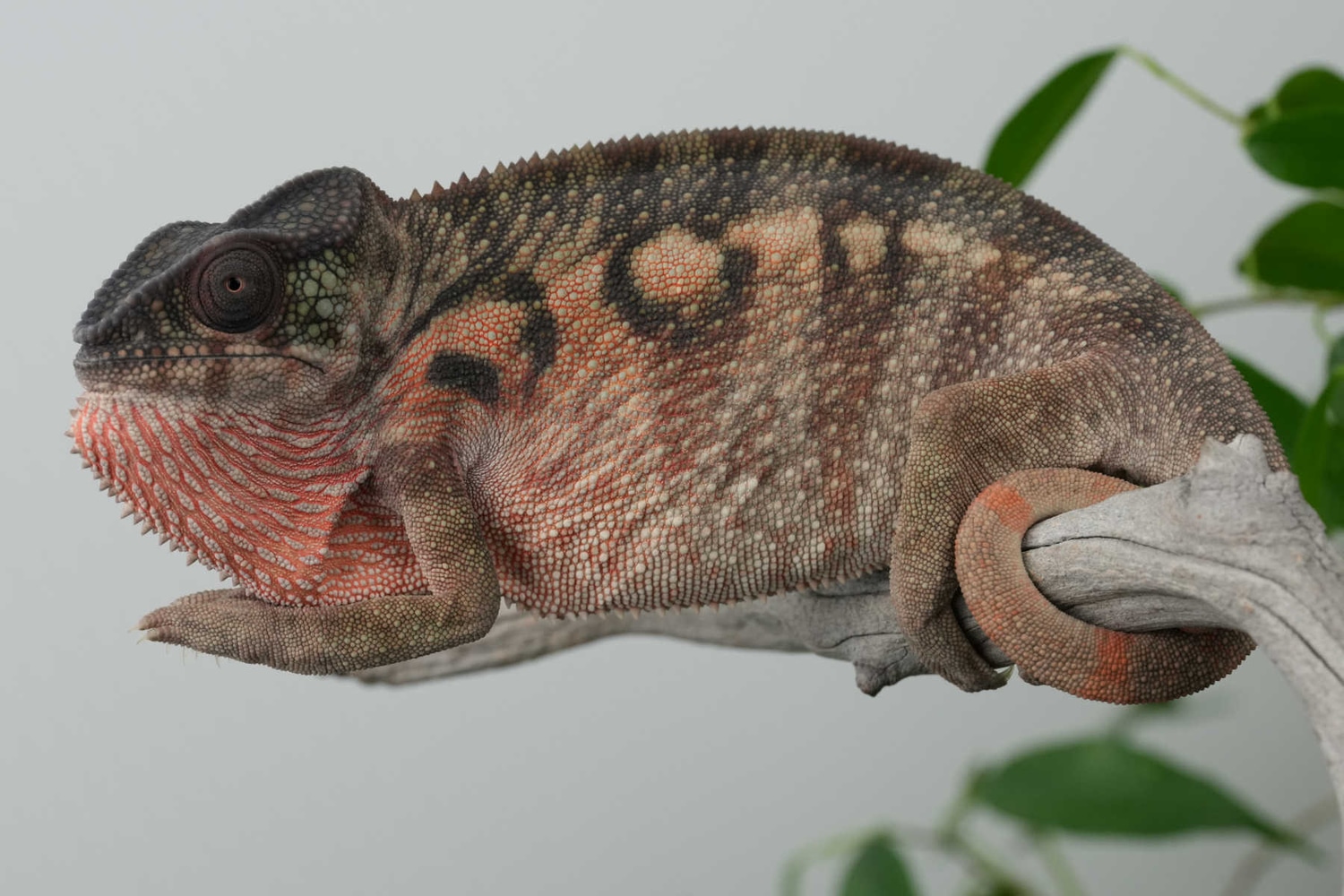 7 Month-old YBBB Ambilobe Panther Chameleon by iPardalis - MorphMarket