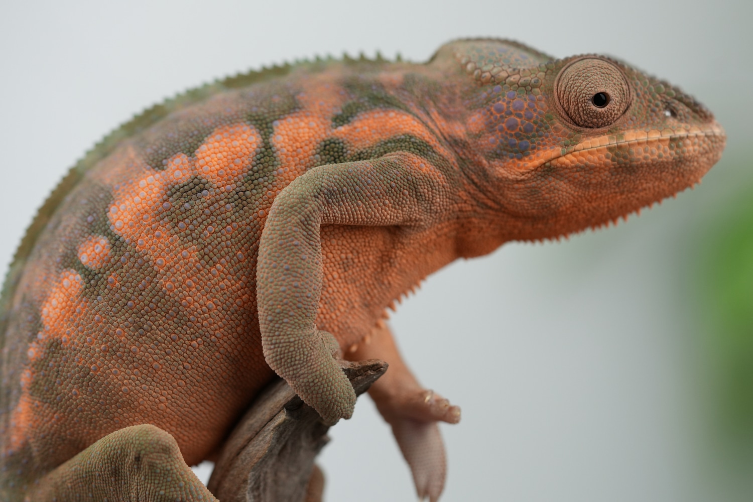7 Month-old YBBB Ambilobe Panther Chameleon by iPardalis - MorphMarket