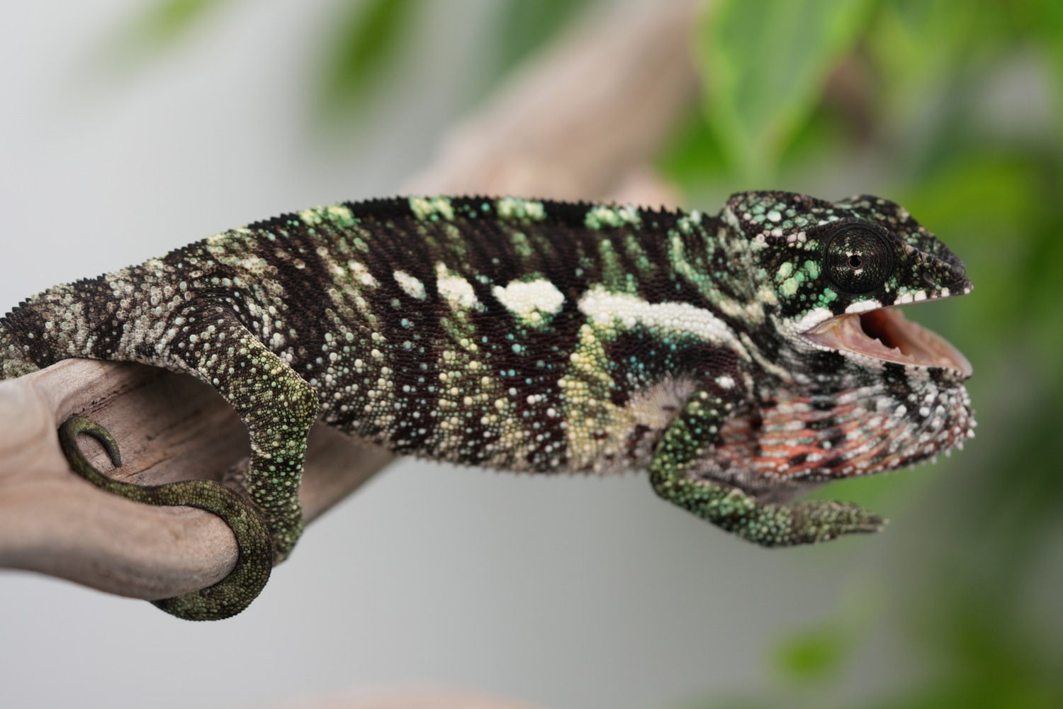 3 Month-old YBBB Ambilobe Panther Chameleon by iPardalis - MorphMarket