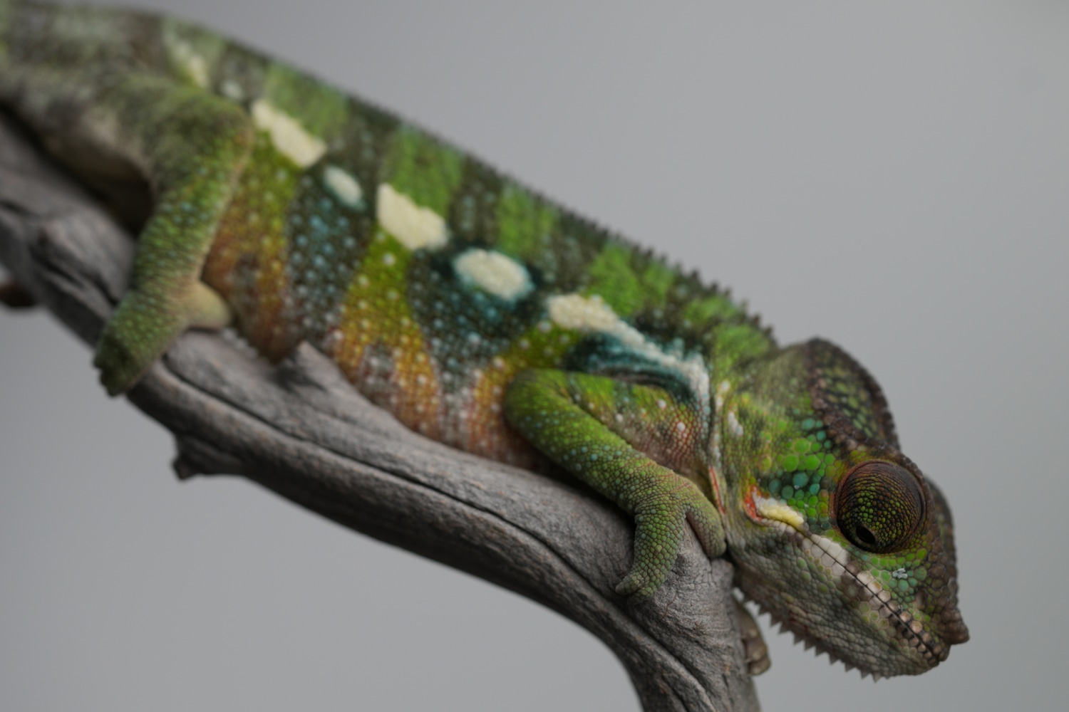 3 Month-old YBBB Ambilobe Panther Chameleon by iPardalis - MorphMarket