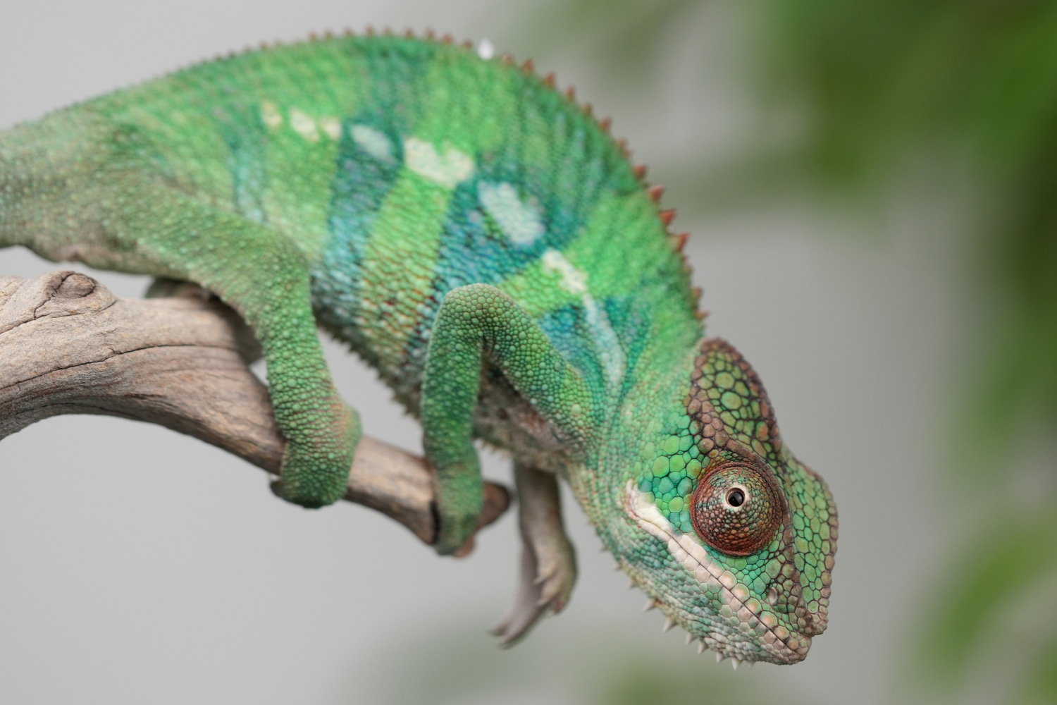 5 Month-old YBBB Ambilobe Panther Chameleon by iPardalis - MorphMarket