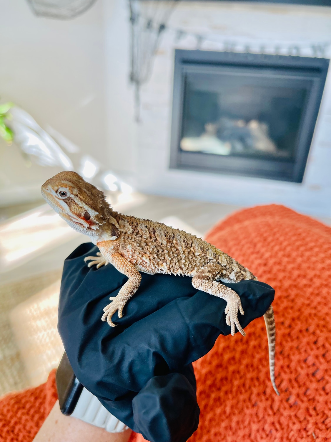 Tan ORANGE Rankin Dragon 13 Weeks Old Rankin's Dragon by Drippin ...