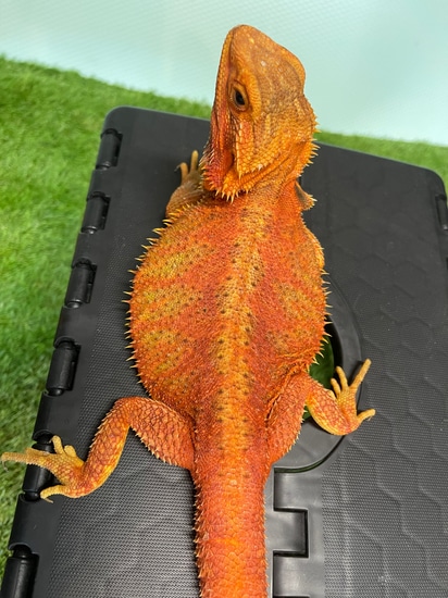 Red Translucent Yellow Bars Central Bearded Dragon by Drippin Dragons