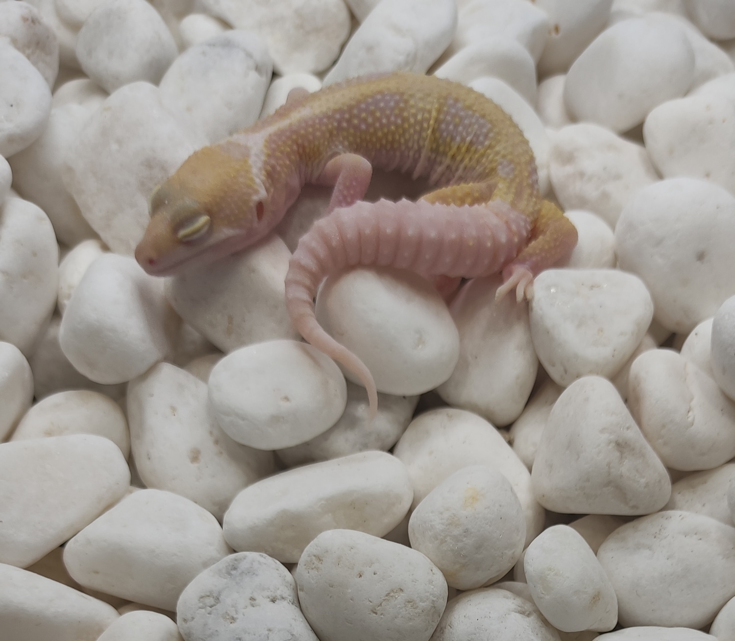 Mack Snow Tremper Tangerine Het Eclipse (Pinto Cross) Leopard Gecko by ...