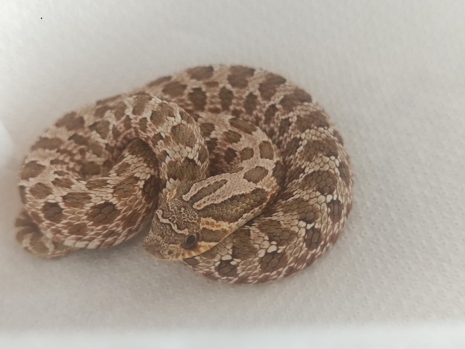 Normal Het Axanthic Lavender Western Hognose by Driu's Lab of Colossus ...