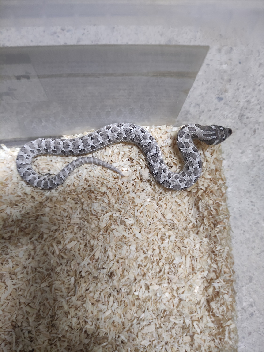 Axanthic Het Lavender Western Hognose by Driu's Lab of Colossus Eubles ...