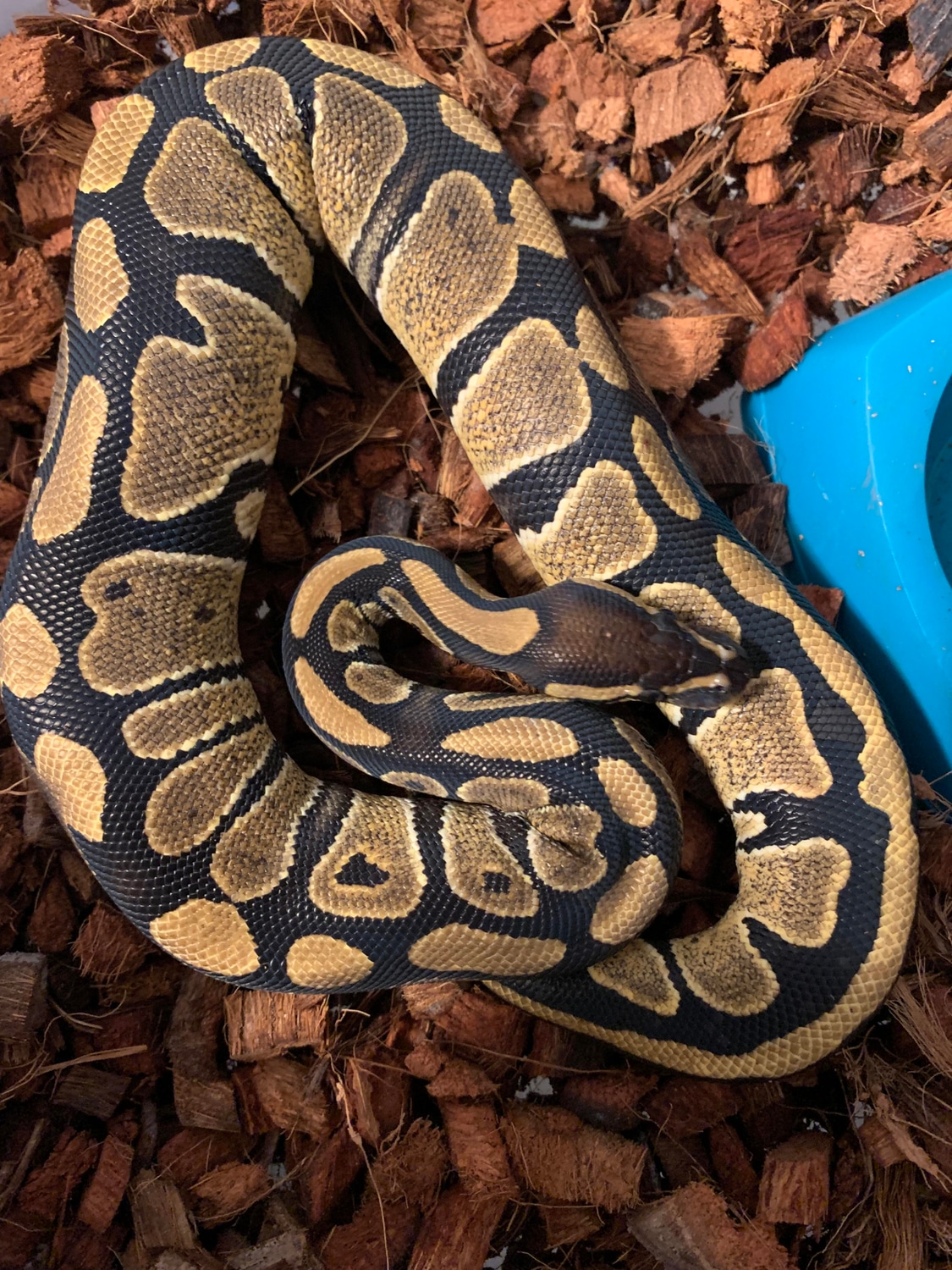 Up For Sale (Medusa) Normal Ball Python by Twist & Turn Reptiles ...