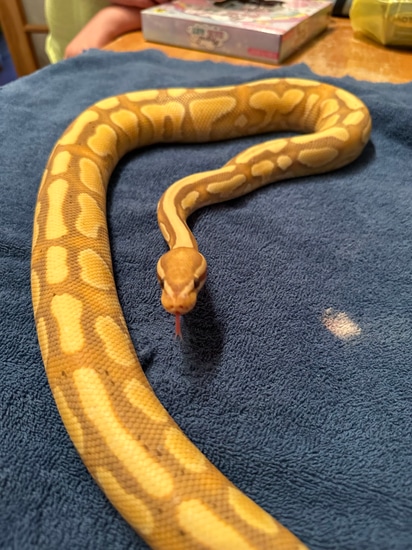 Athena Super Banana Mojave Ball Python by Twist & Turn Reptiles