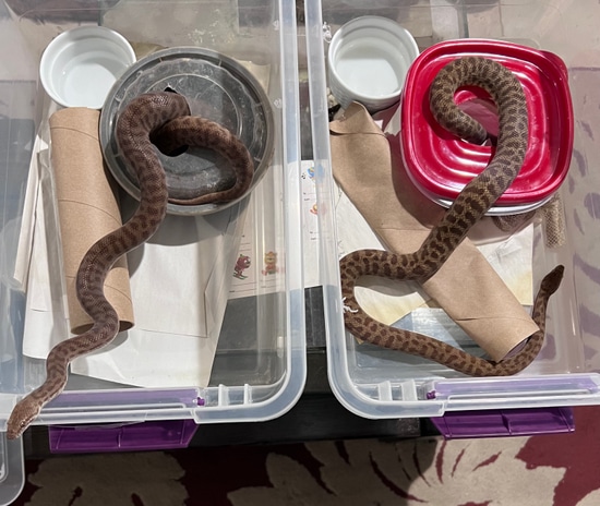 1.1 Unproven Pair Stimson's Python by Reticfan4ever