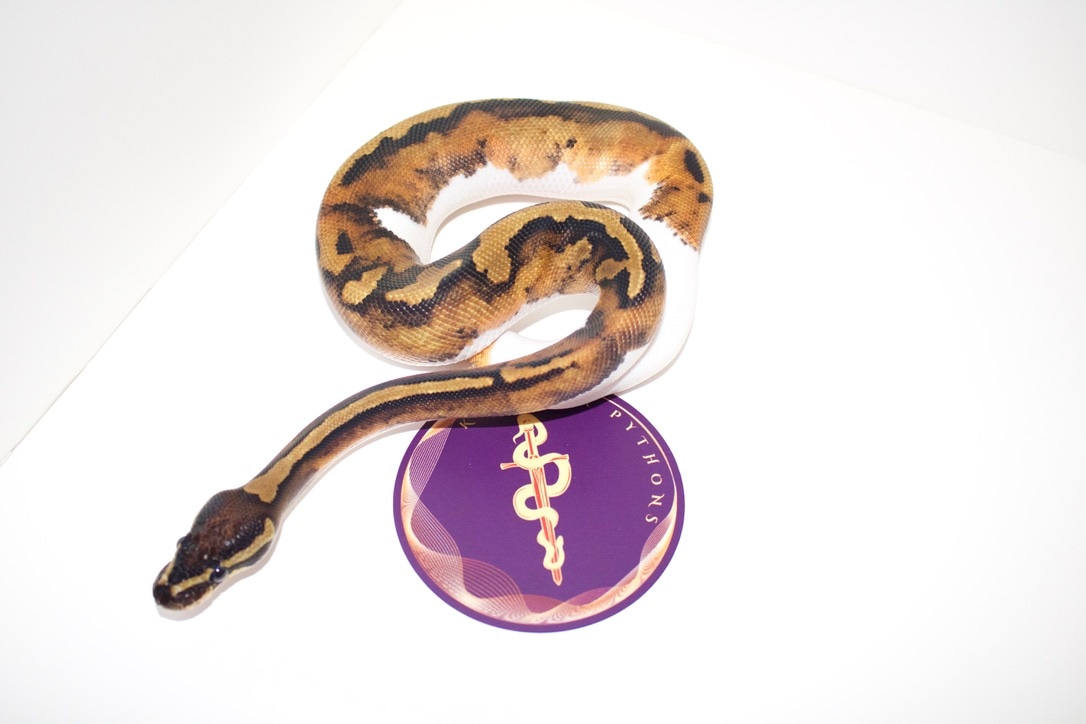 Pied - Luna Ball Python by Kingdom Pythons - MorphMarket