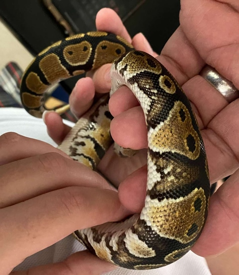 Het Pied - Nyx Ball Python by Kingdom Pythons