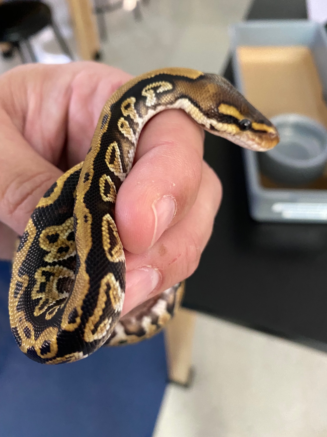 Kingdom Pythons's Collection - MorphMarket