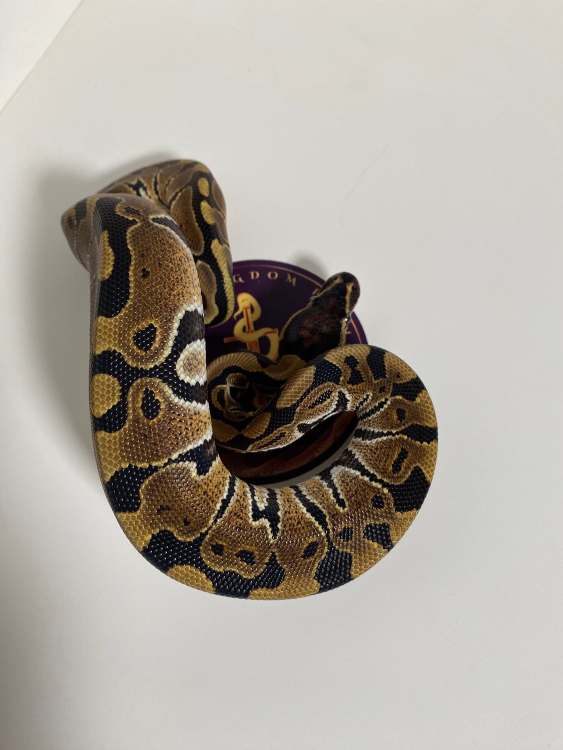 Enchi Het Clown Pos Leo - Molly Weasley Ball Python by Kingdom Pythons ...