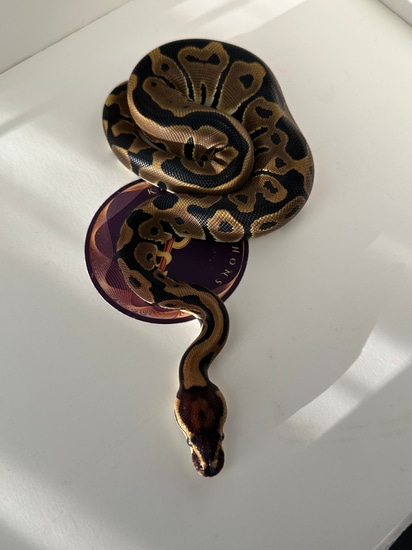 Leopard Enchi Het Clown - Petunia Ball Python by Kingdom Pythons