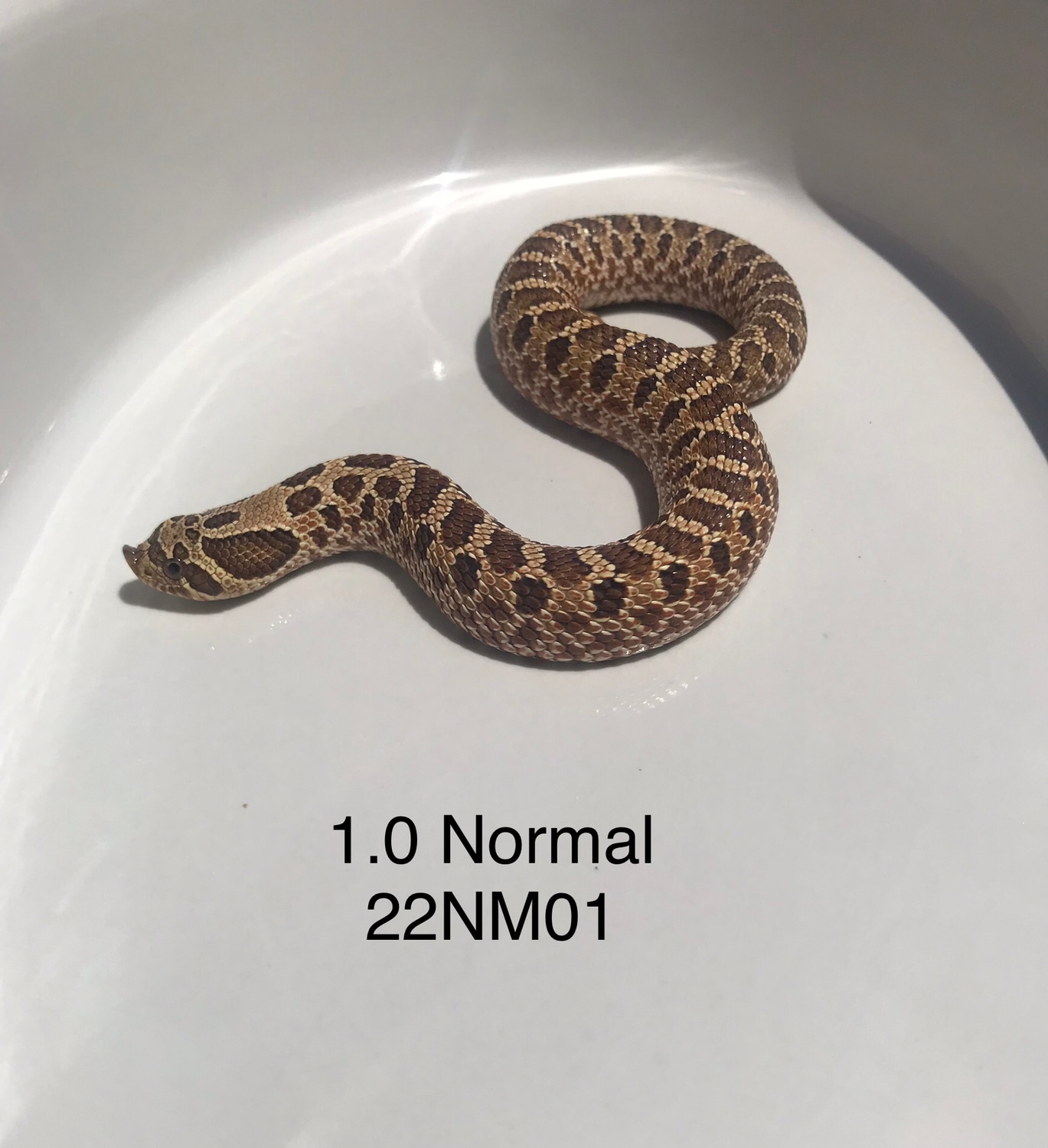 Normal Western Hognose by Misfit Morphs - MorphMarket