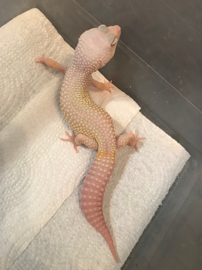 Blazing Blizzard Leopard Gecko by Misfit Morphs