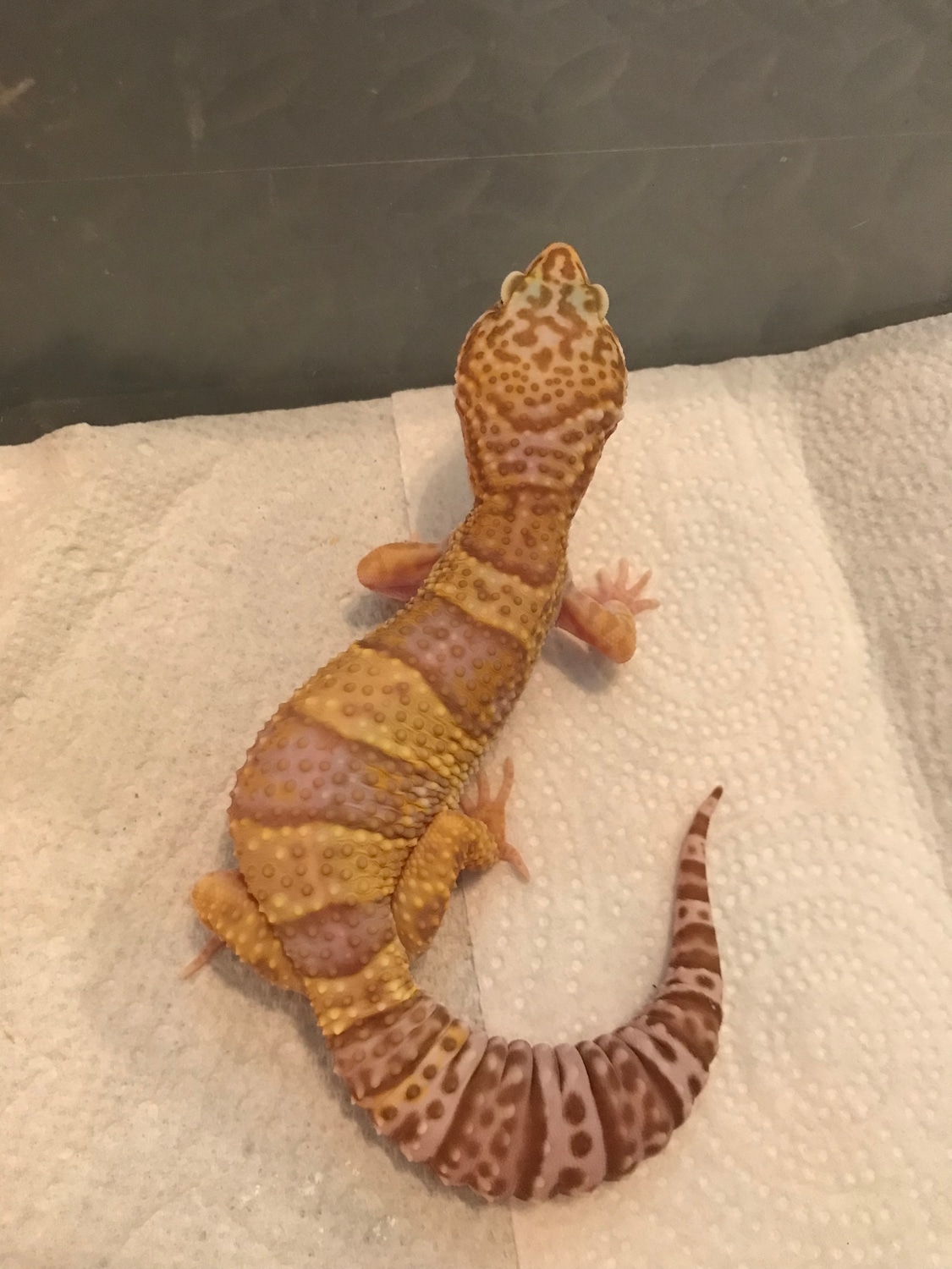 Tremper, 66% H Blizzard Leopard Gecko by Misfit Morphs - MorphMarket