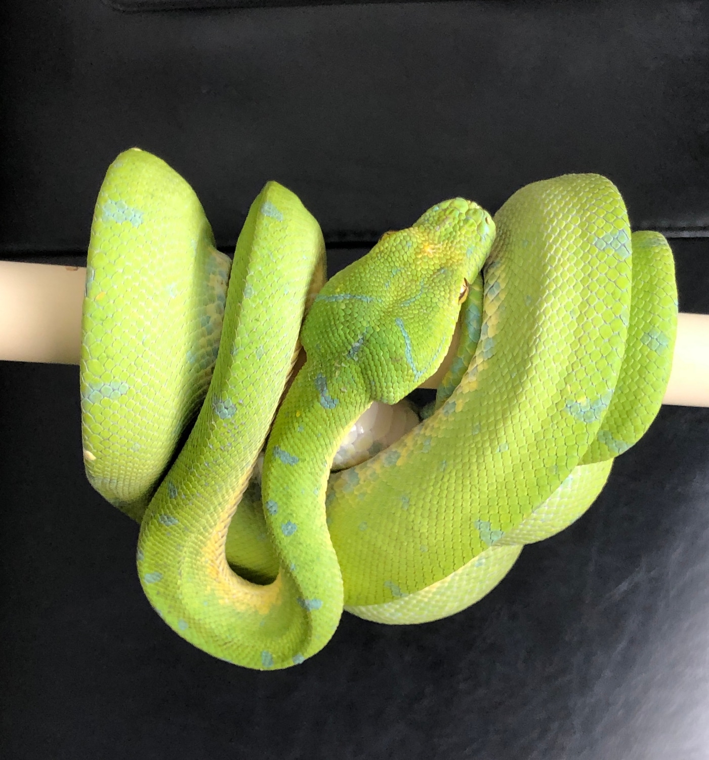 Sorong USCBB Green Tree Python by Gulf Coast Chondros - MorphMarket