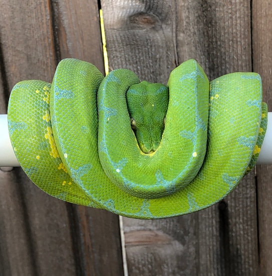 USCBB Green Tree Python by Gulf Coast Chondros