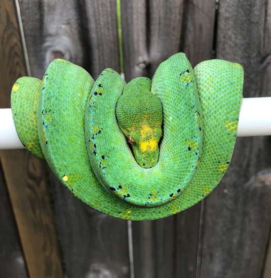Kronos X Siren Green Tree Python by Gulf Coast Chondros
