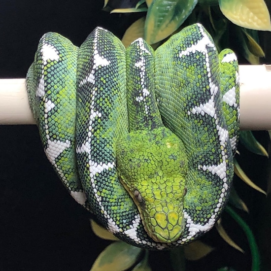 Emerald Amazon Basin Tree Boa by Gulf Coast Chondros