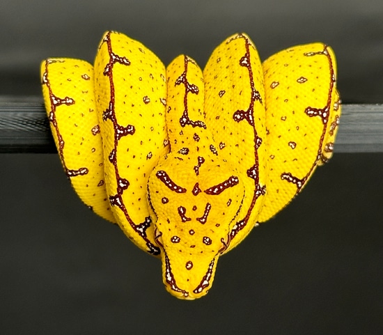 Designer X Lereh Green Tree Python by Gulf Coast Chondros