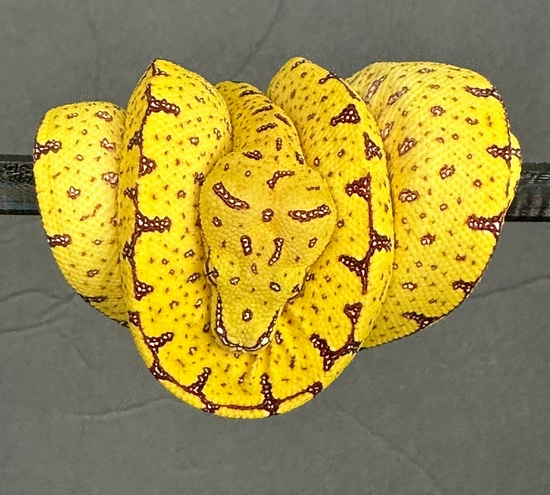 Designer X Lereh Green Tree Python by Gulf Coast Chondros