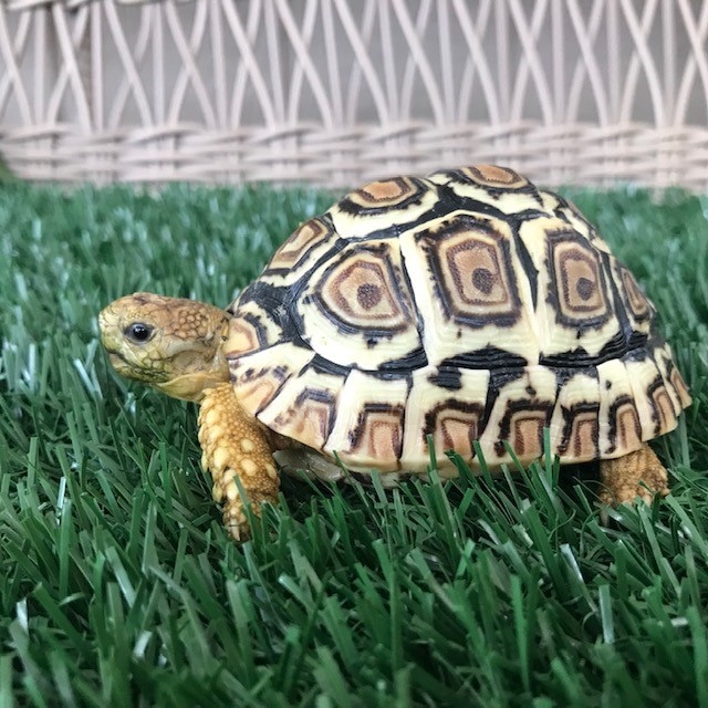Well Started Hybrid//Mix (SPp/SPb) "High White" Leopard Tortoise by ...
