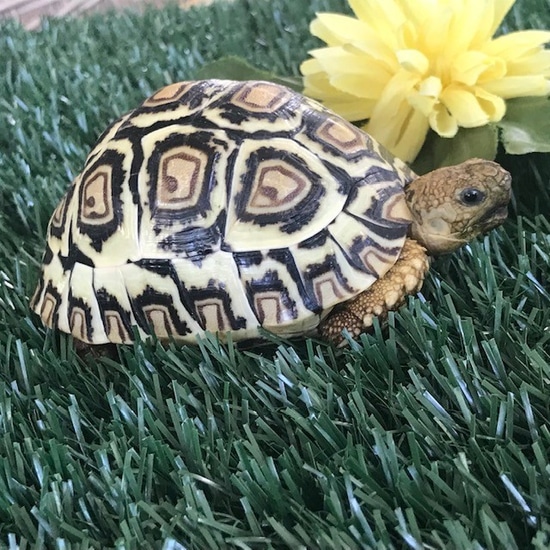 Well Started 9 Month Old Hybrid/Mix (SPp/Spb) Leopard Tortoise by ...