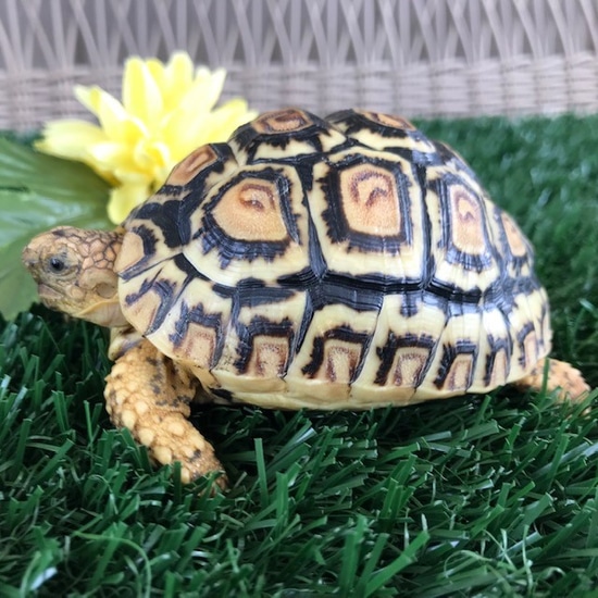 Well Started 8-month-old "Hybrid" (SPp/SpPb) Leopard Tortoise by ...