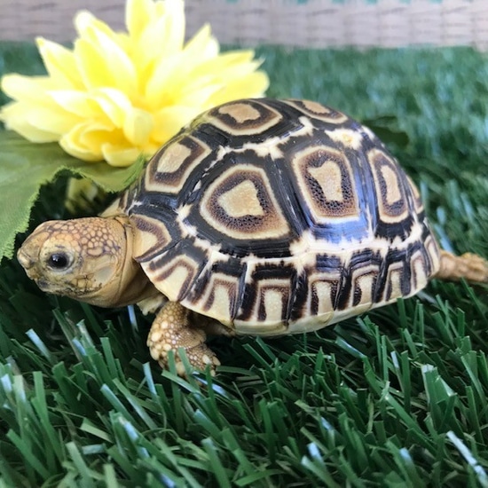 Well Started Hybrid/Mix (SPp/SPb) Leopard Tortoise Hatchling by Leopard ...