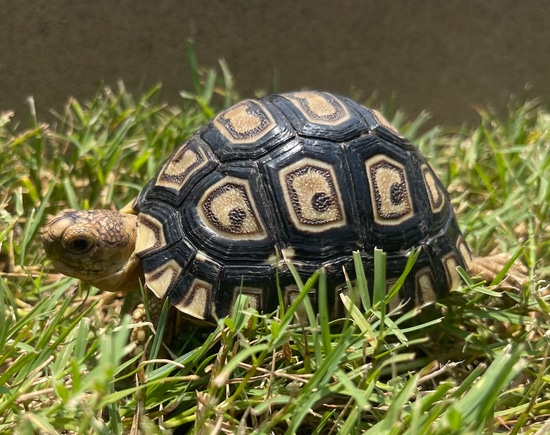 Well Started Hybrid/Mix (SPp/SPb) Leopard Tortoise by Leopard Tortoises ...