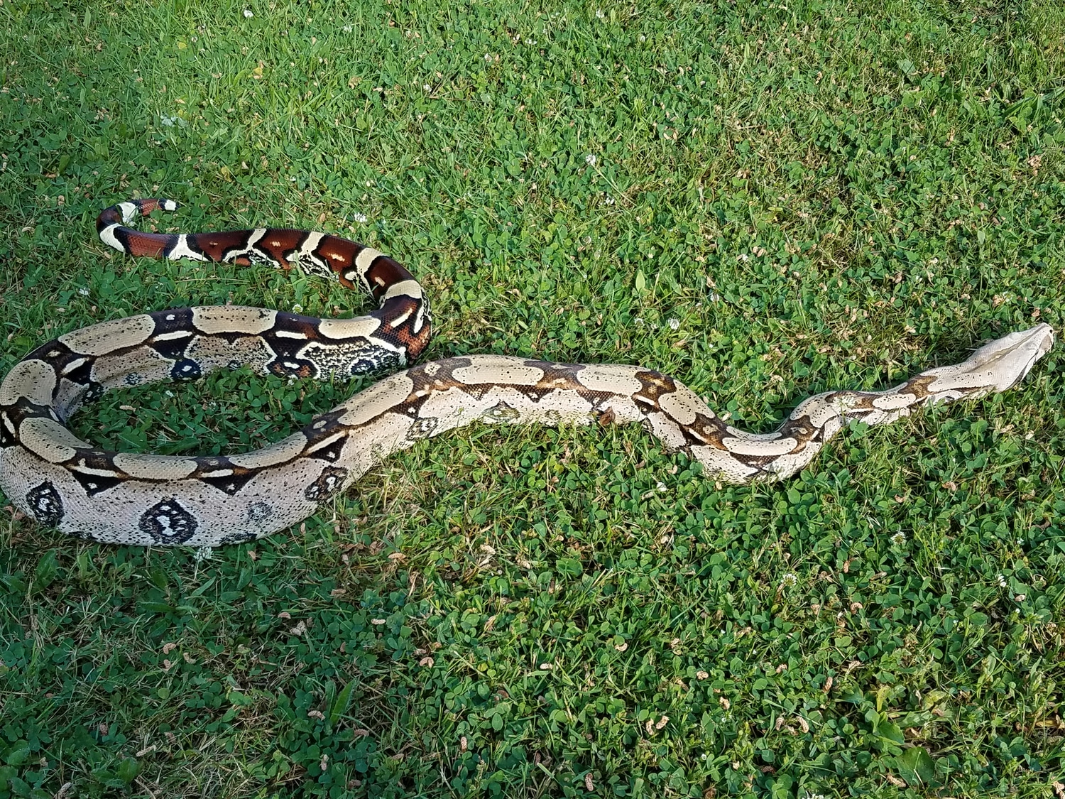 Surinam True Red-tailed Boa Constrictor by Apex Boas - MorphMarket