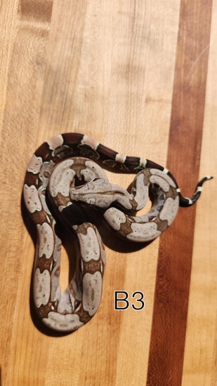 FLRT/Miller X WC Suriname BCC True Red-Tailed Boa Constrictor by APEX BOAS